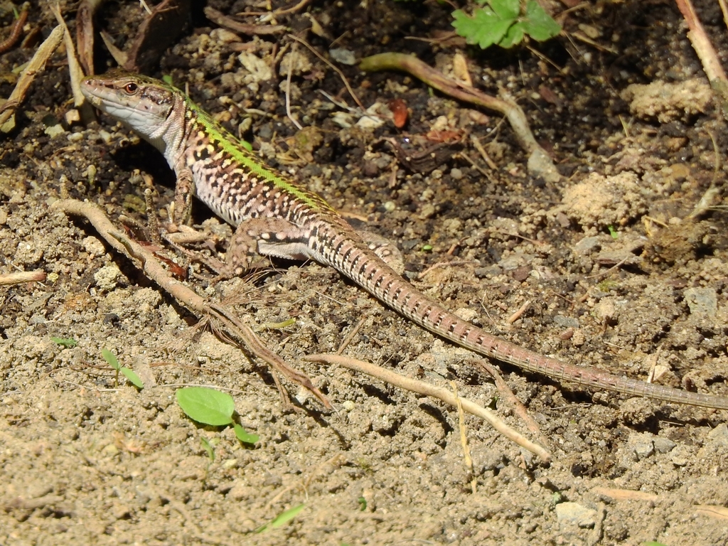 Northern Italian Wall Lizard from 1990-110 Lisboa, Portugal on August ...