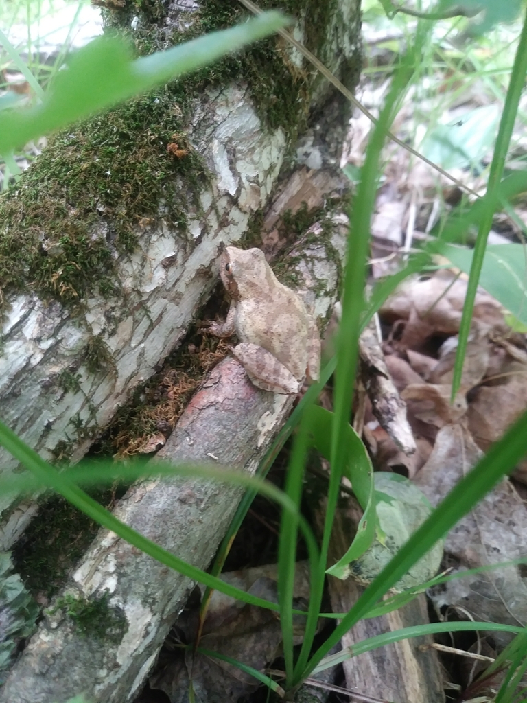 Spring Peeper from Rib Lake, WI, USA on August 20, 2020 at 01:20 PM by ...