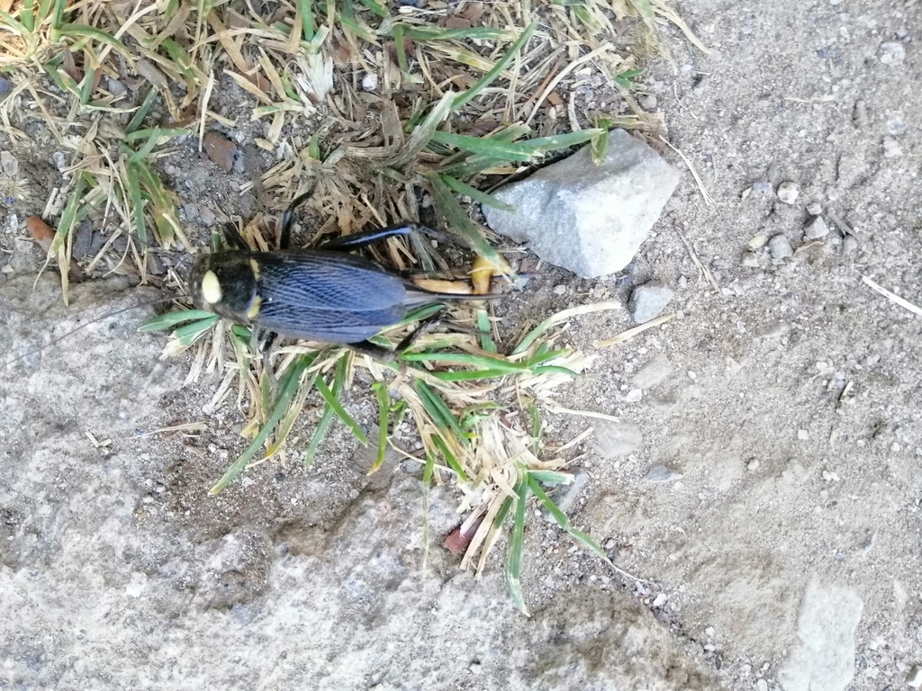 Southern Field Cricket from 53021 Abbadia San Salvatore SI, Italia on ...