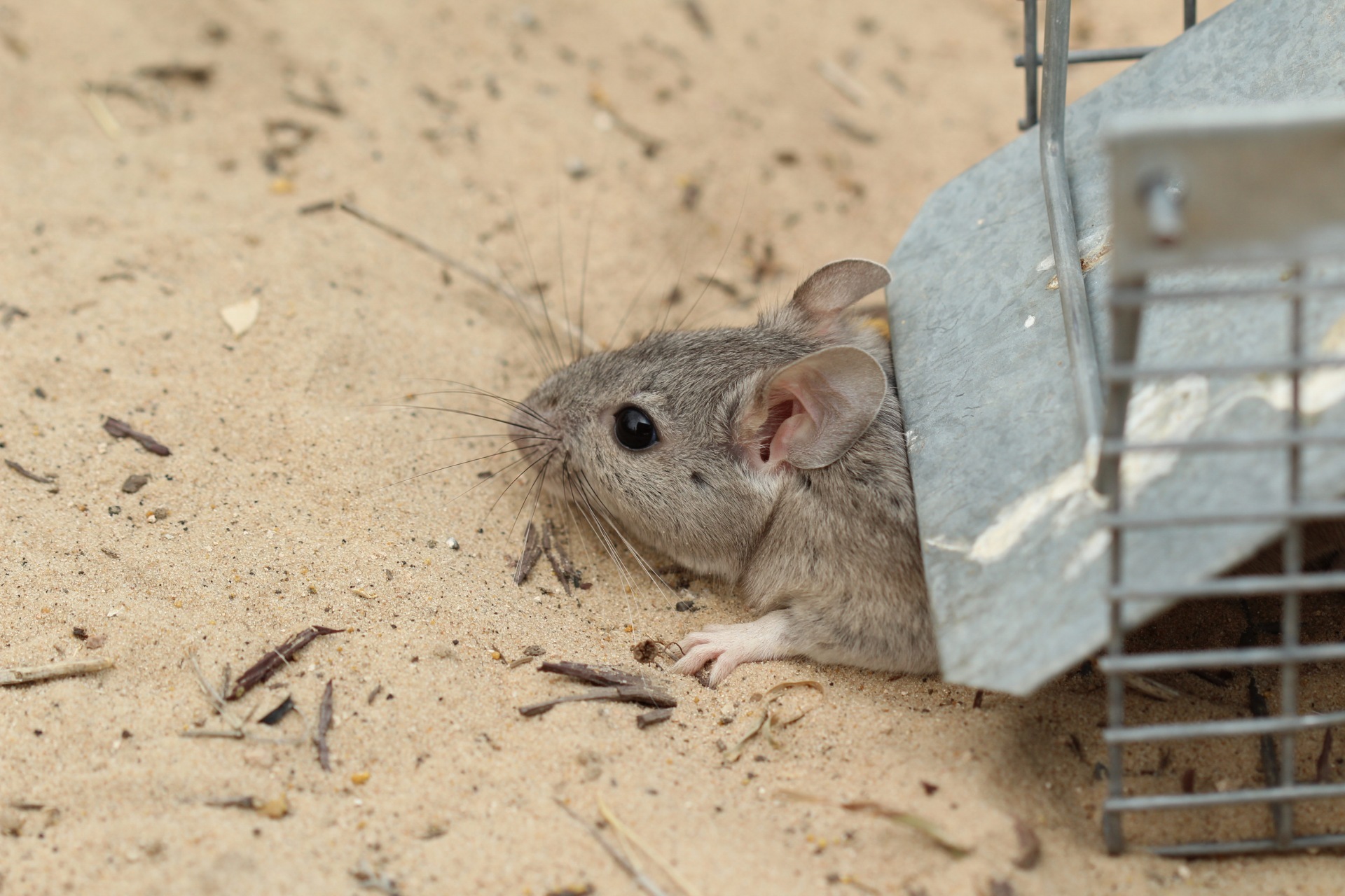 Neotoma leucodon Merriam, 1894