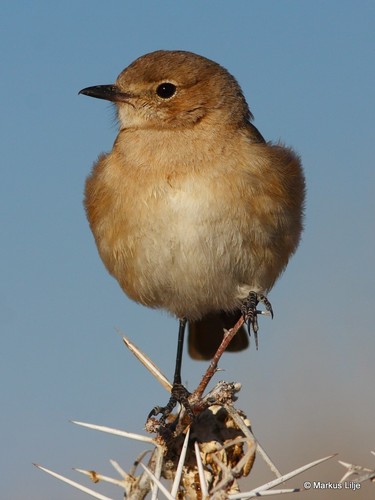 Pale and Chat Flycatchers (Genus Agricola) · iNaturalist