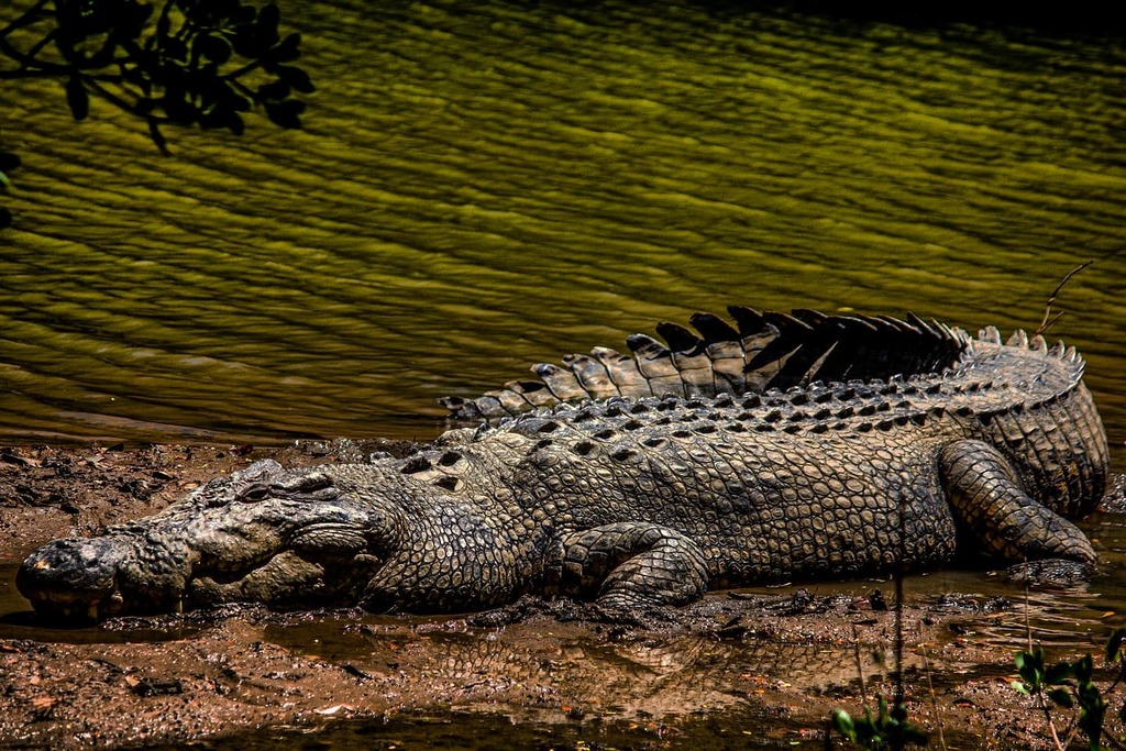 Saltwater Crocodile from Estuary Lailaovemati, Timor-Leste on August 19 ...