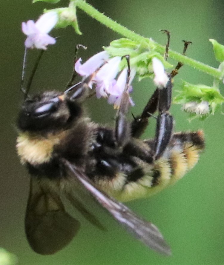 American Bumble Bee from 904 Parker Dr, Tallahassee, FL 32303, USA on ...
