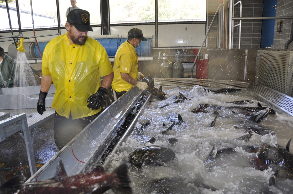 Hatchery worker (Scavenger Hunt at Nimbus Fish Hatchery's Discovery ...