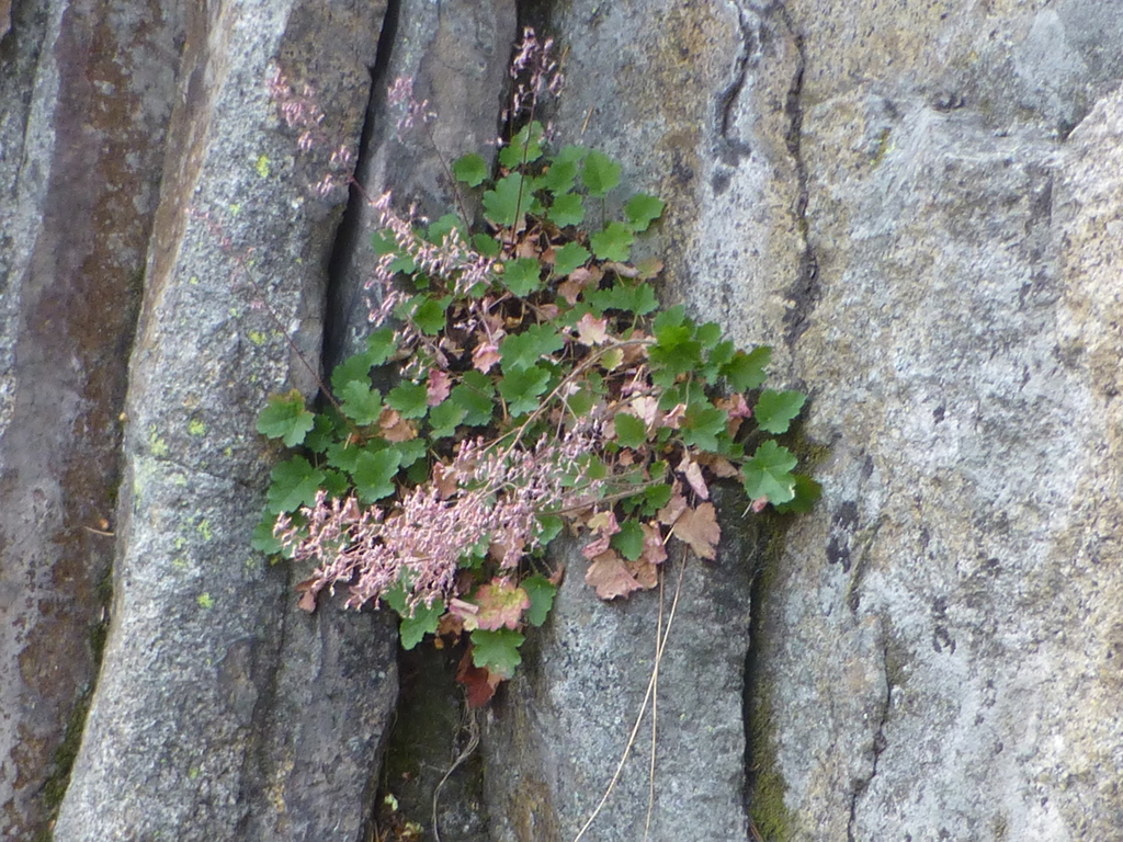 pink alumroot from Nevada County, CA, USA on August 18, 2020 at 07:56 ...