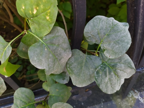 Erysiphe syringae-japonicae · iNaturalist
