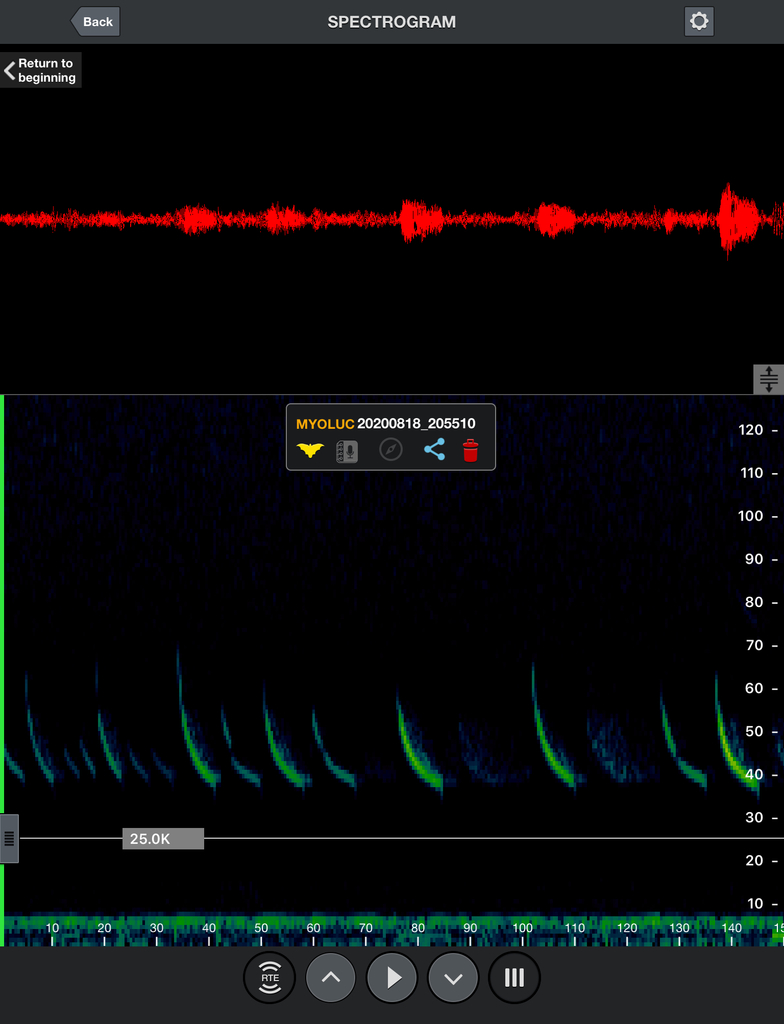 Little Brown Bat in August 2020 by Vanessa Ramirez. EchoMeter Touch 2 ...