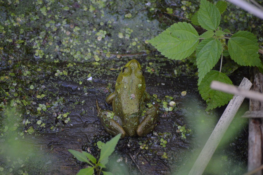 American Bullfrog from Leeds and Grenville, CA-ON, CA on August 21 ...