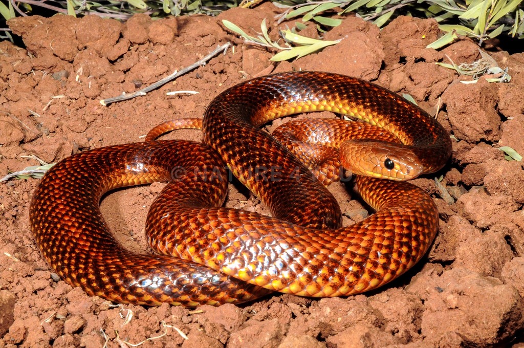 Australian Brown Snakes (Pseudonaja) - Snakes and Lizards