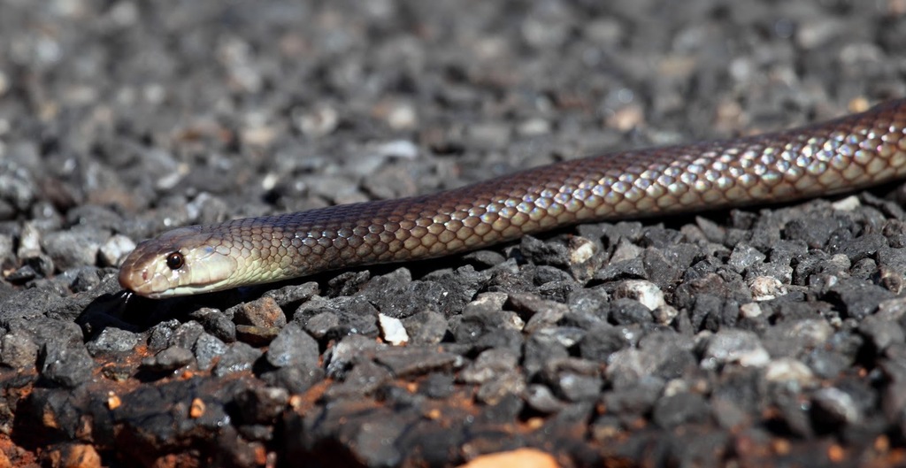 Australian Brown Snakes (Pseudonaja) - Snakes and Lizards