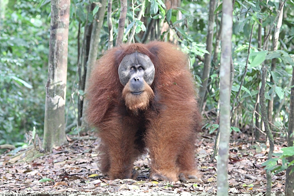 Orangutans (Pongo) - Know Your Mammals