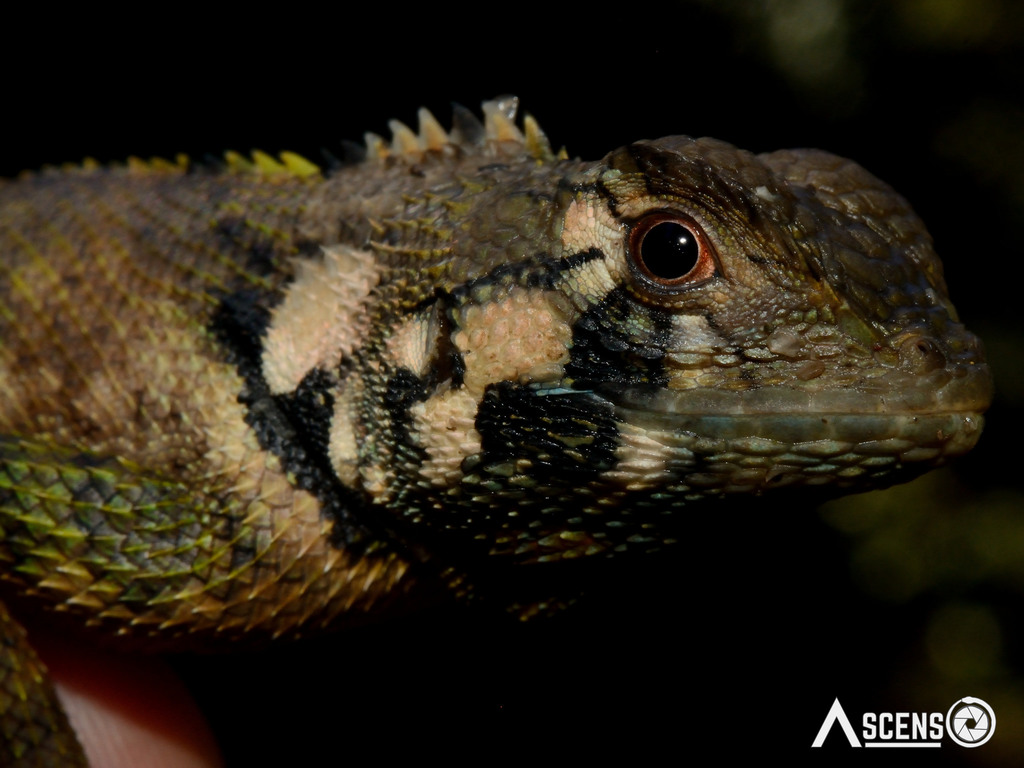 Blue-Lipped Tree Lizard from Paragominas - PA, Brasil on April 3, 2018 ...