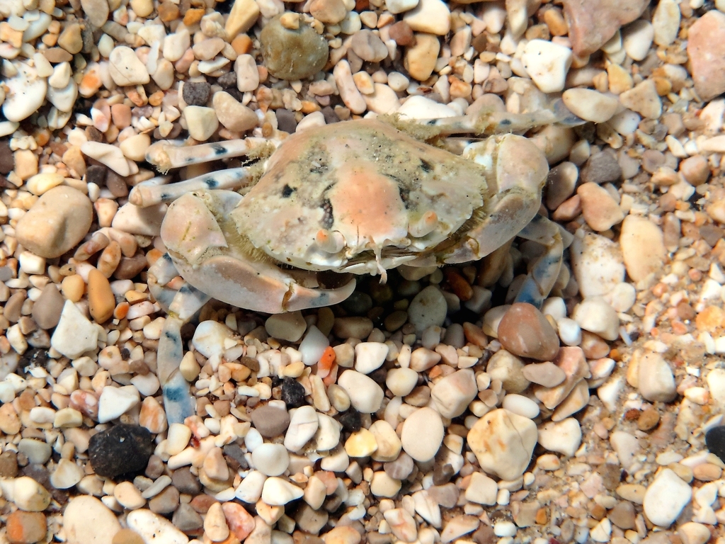 Portumnus lysianassa from Općina Novalja, Croazia on July 11, 2020 at ...