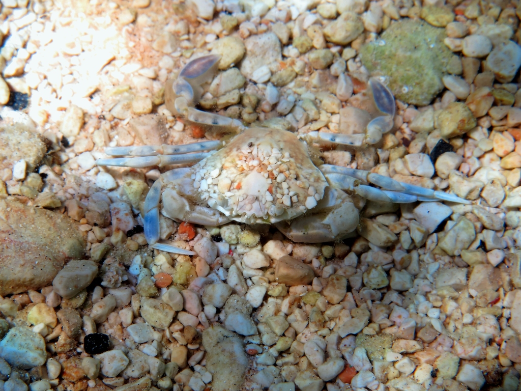 Portumnus lysianassa from Općina Rab, Croazia on June 14, 2020 at 03:51 ...