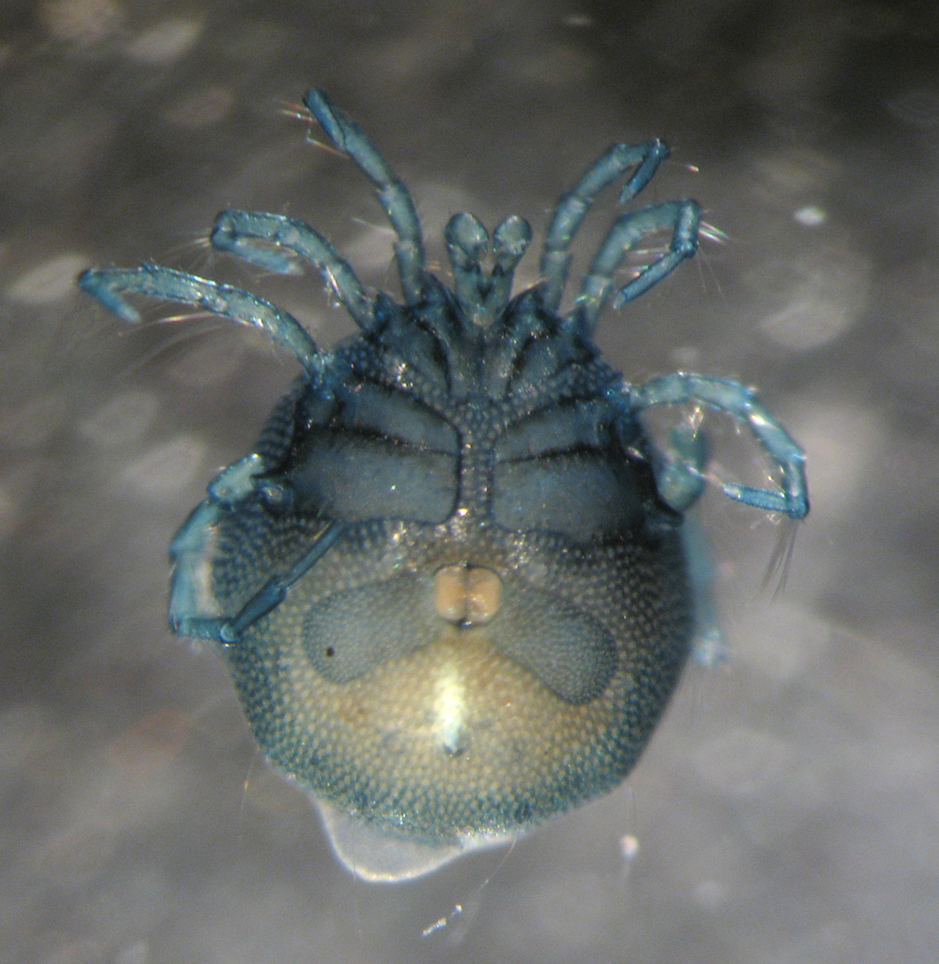 Water Mites