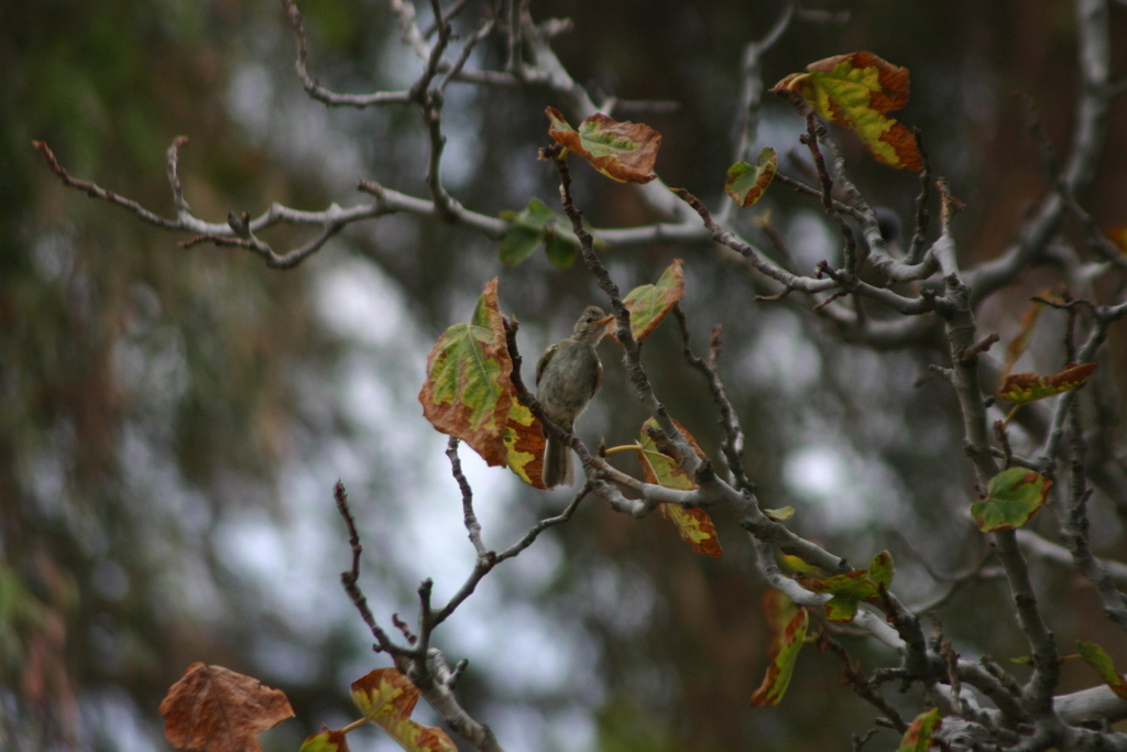 Slender-billed Finch in February 2004 by Andy Lazere · iNaturalist