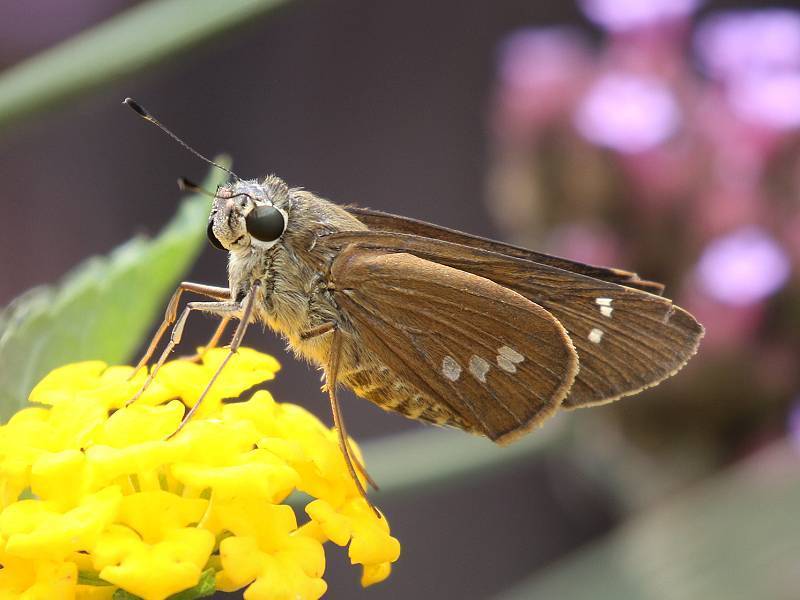 Saltarina Brasileña (Insectos del Municipio de Jilotepec, Veracruz ...