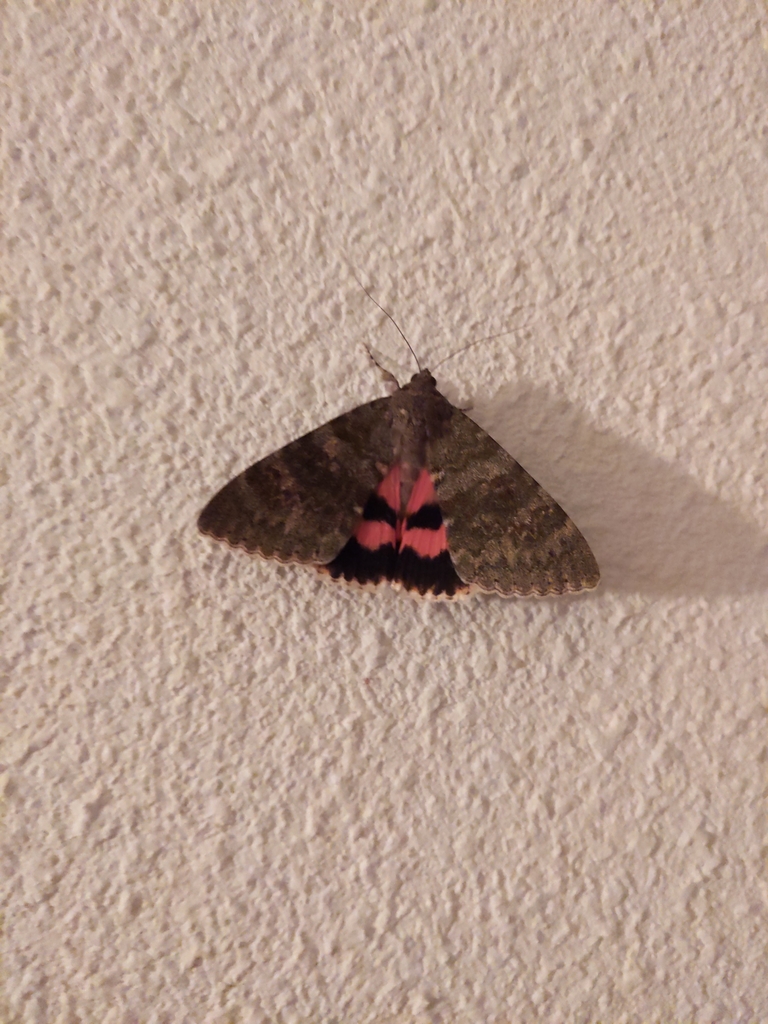French Red Underwing from Cugnaux on August 21, 2020 at 09:40 PM by ...