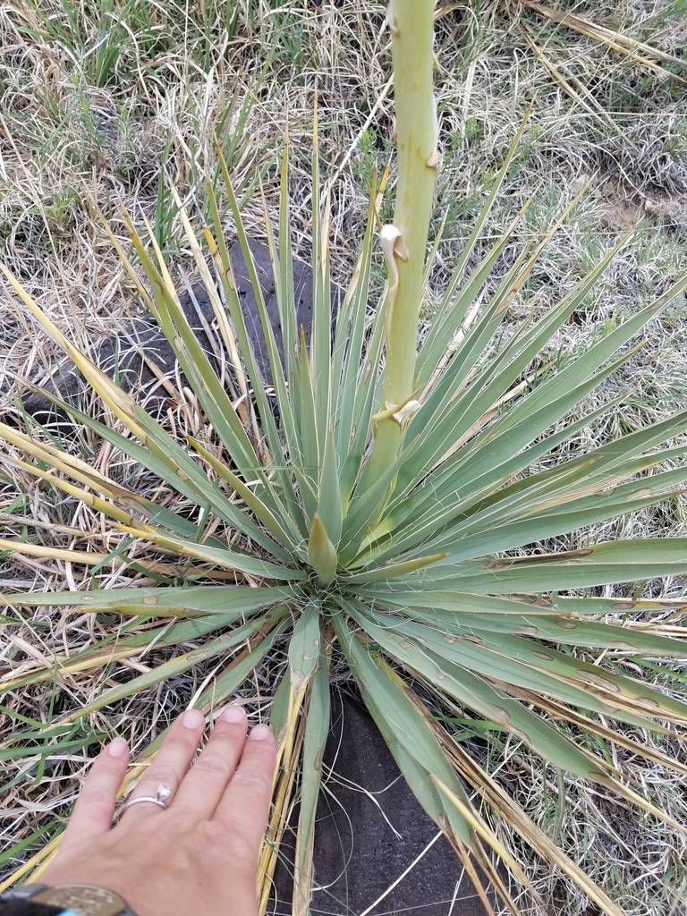 New Mexican blue yucca from Harding County, NM, USA on June 03, 2018 at ...