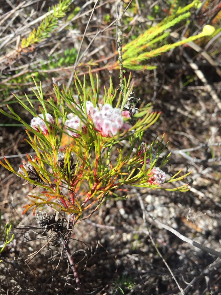Curly Spiderheads from WC, ZA on August 21, 2020 at 02:15 PM by Suzaan ...