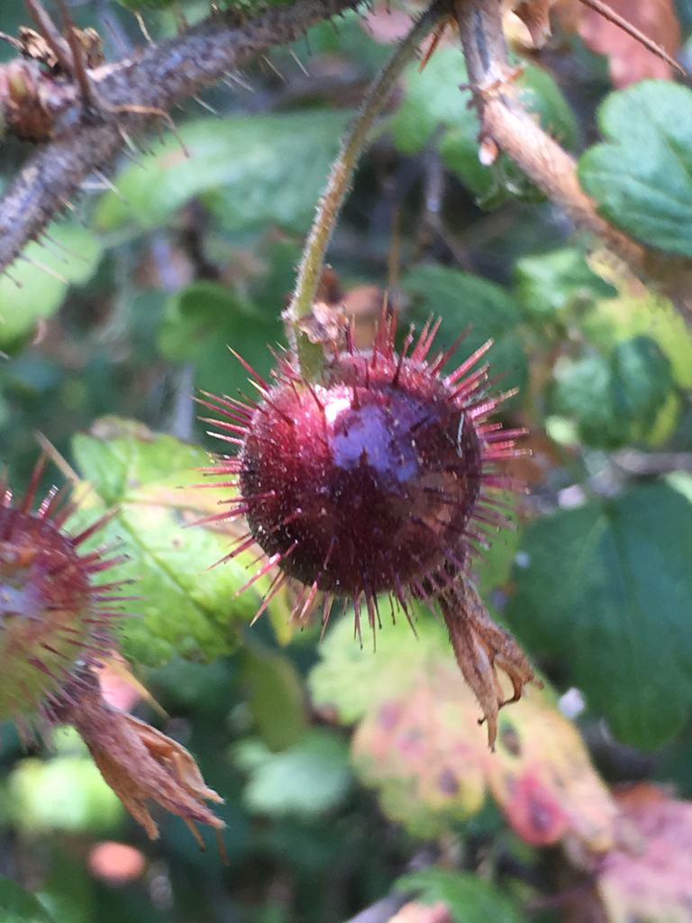 canyon gooseberry from Los Osos Oaks State Preserve, Los Osos, CA, US ...