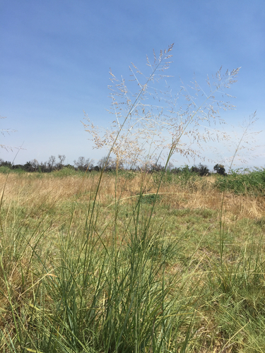 Alkali Sacaton (Plants of Lathrop State Park) · iNaturalist