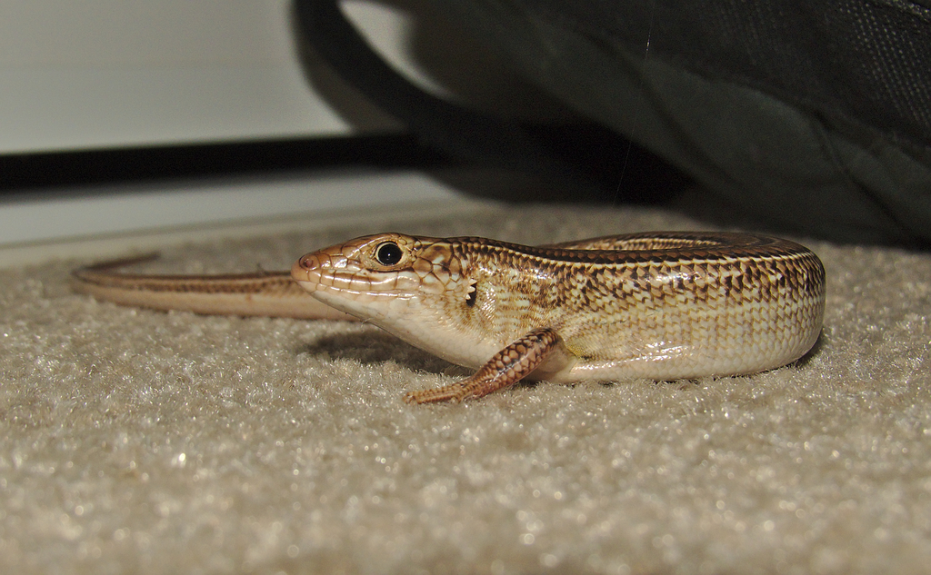 Eastern Striped Skink from Agnes Water, Queensland, Australia on August ...