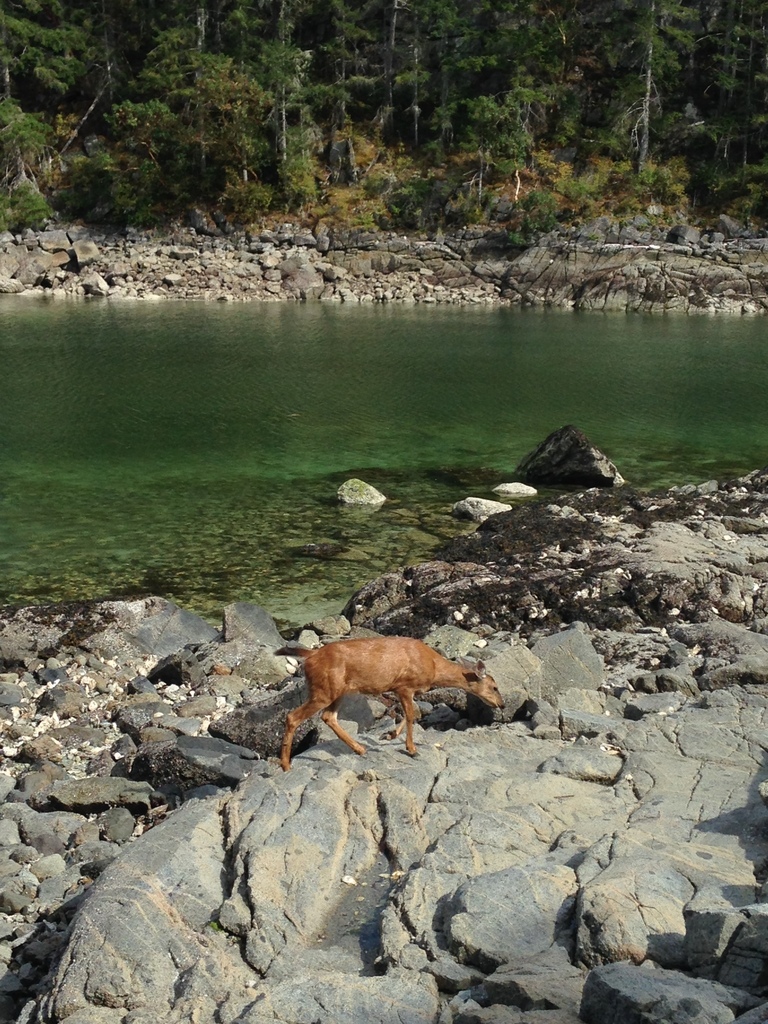 Columbian Black-tailed Deer from Strathcona, BC, Canada on August 5 ...