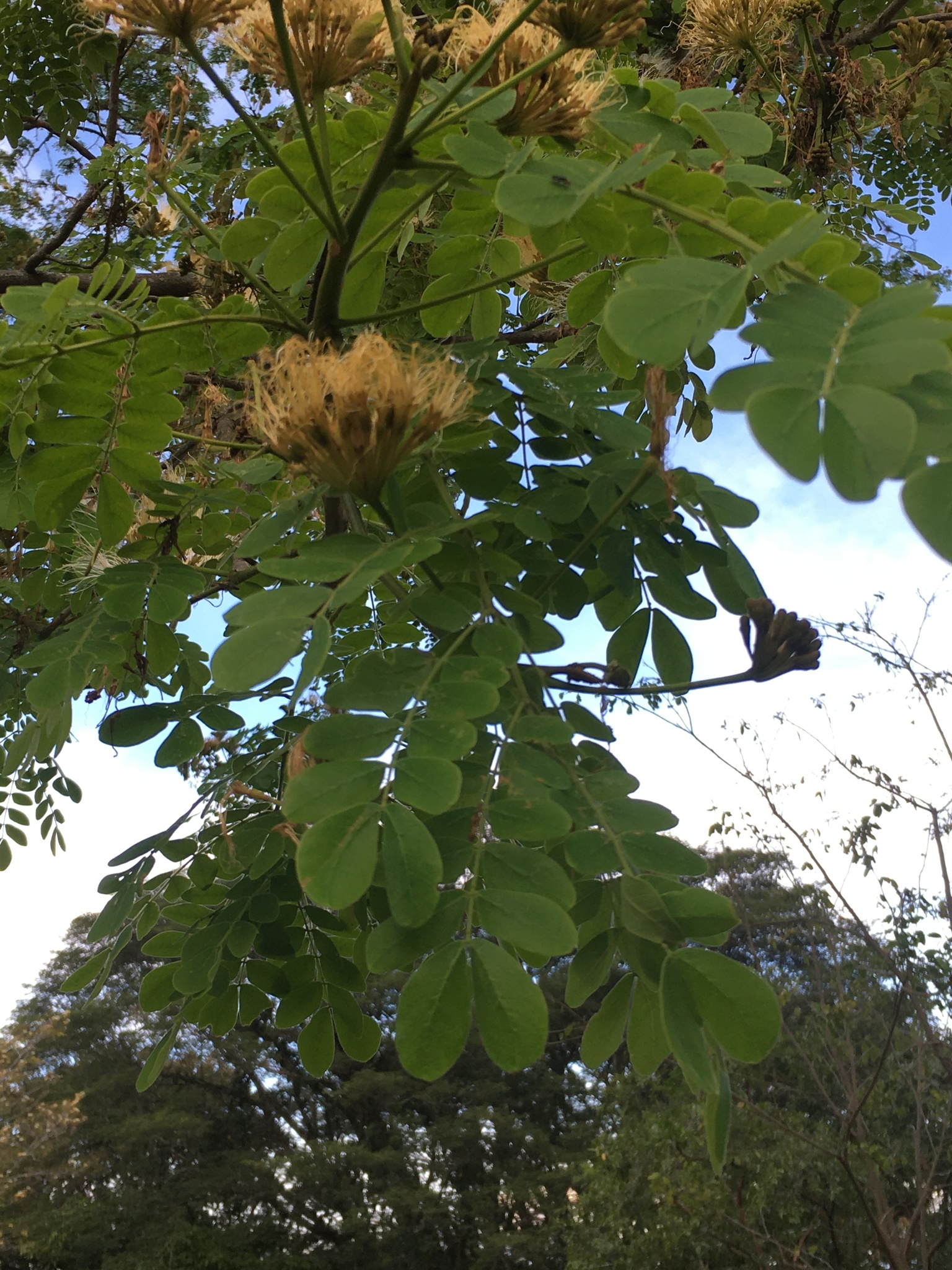 Pseudosamanea guachapele (Kunth) Harms