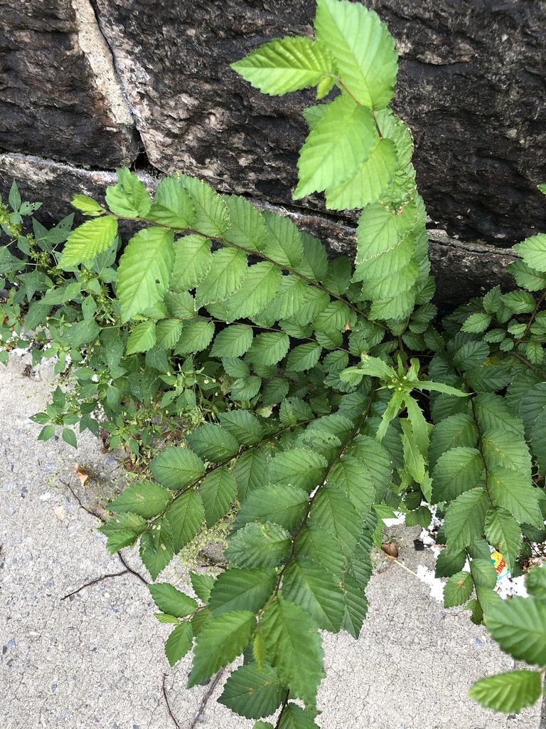 Siberian elm from Columbia University, New York, NY, US on August 21 ...