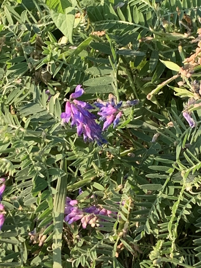 tufted vetch from Hönö, Öckerö, Västra Götaland, SE on August 16, 2020 ...