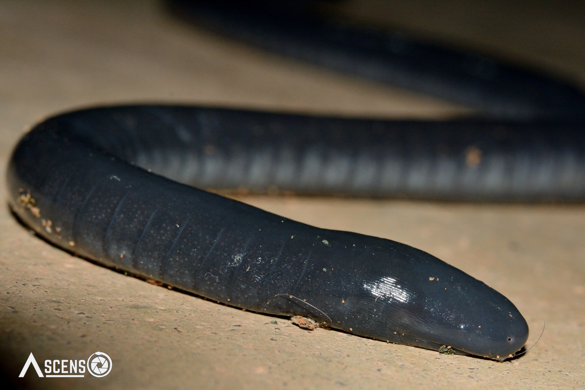 Caecilia Linnaeus, 1758