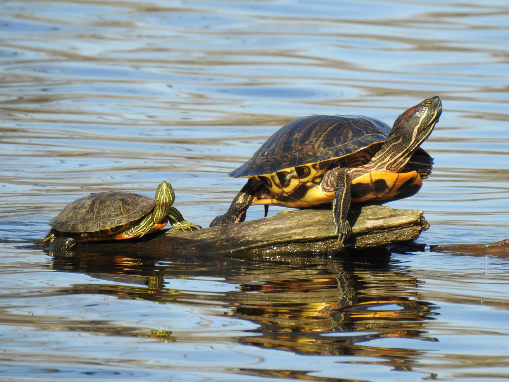 Pond Slider from West Lafayette, IN, USA on April 05, 2020 at 05:58 PM ...