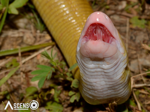 Red Worm Lizard (Amphisbaena alba) - Snakes and Lizards