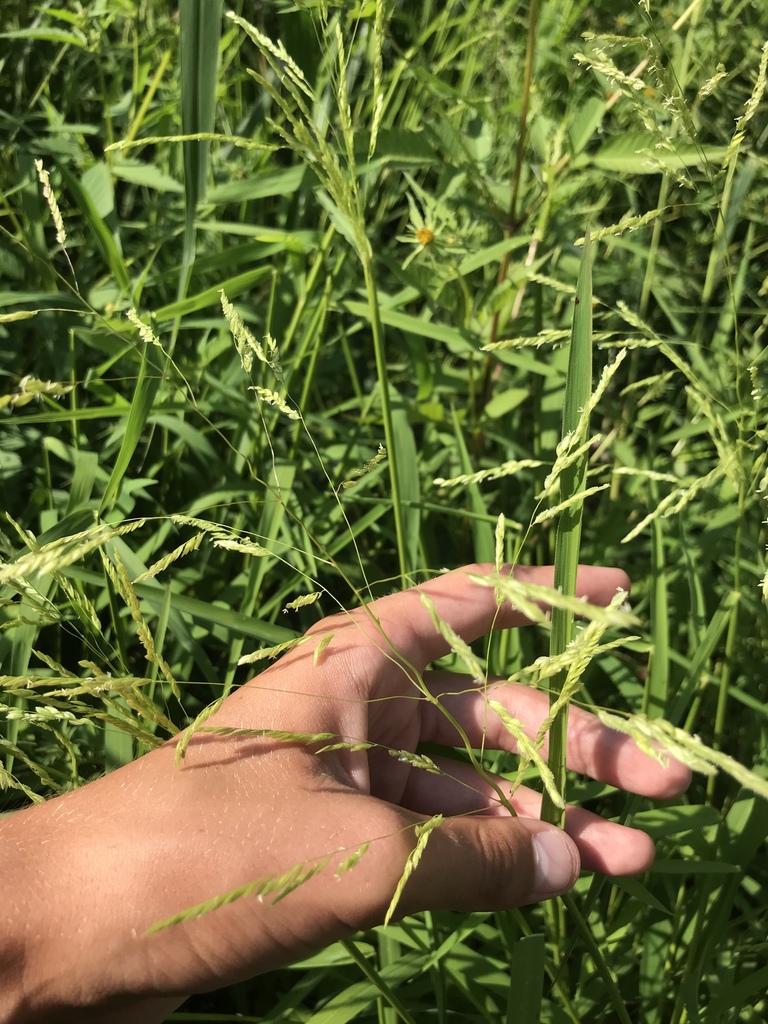 rice cutgrass from Farmington, MN, US on August 21, 2020 at 04:19 PM by ...