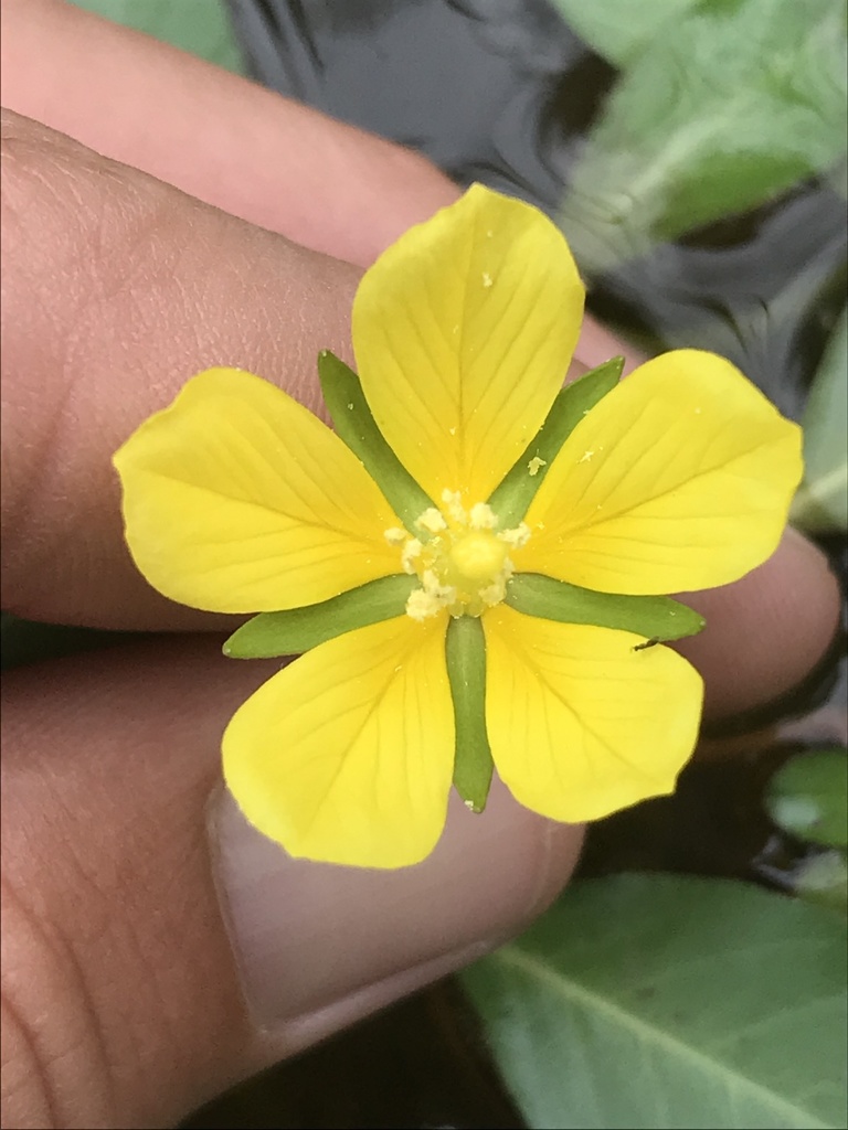 floating primrose-willow from Tiquewood Cir, Abilene, TX, US on August ...