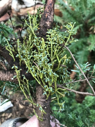 Western Hemlock Dwarf-Mistletoe (Subspecies Arceuthobium tsugense ...