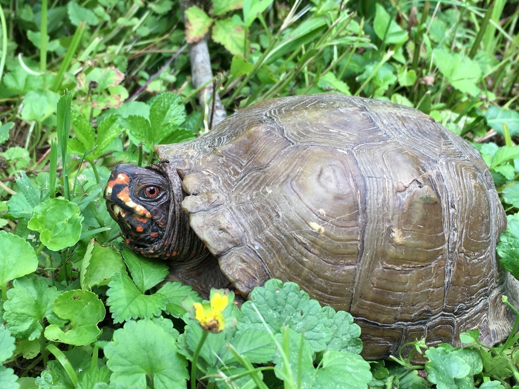 Three-toed Box Turtle in May 2020 by mcchris · iNaturalist