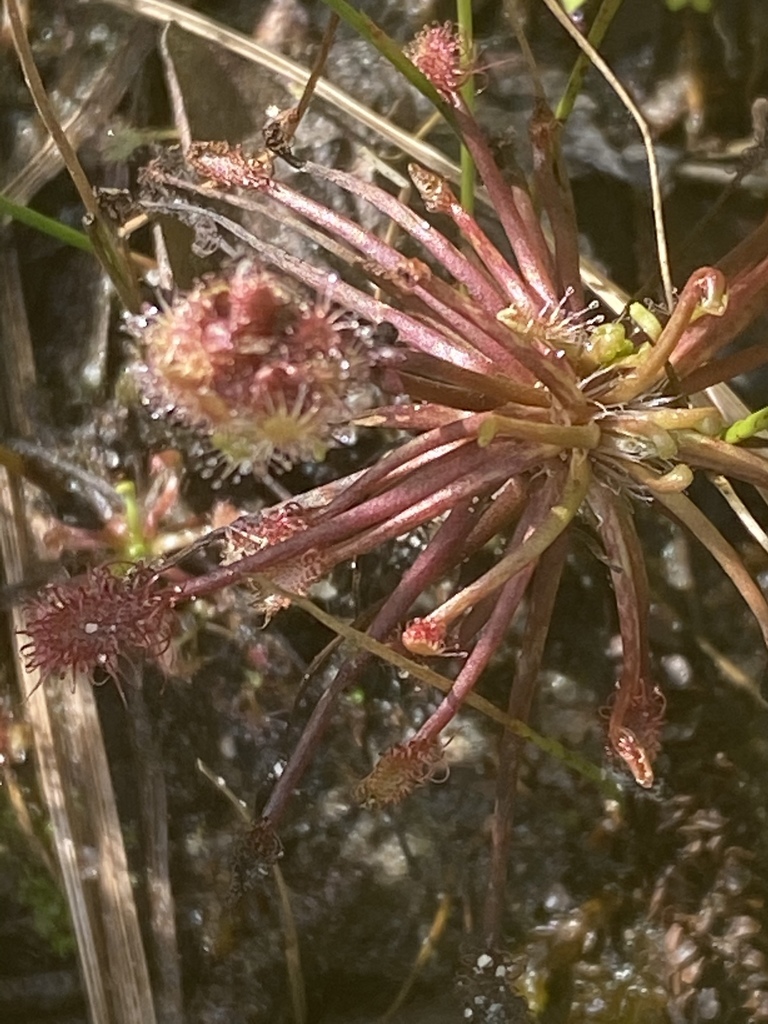 spoonleaf sundew in August 2020 by Robert Levy · iNaturalist