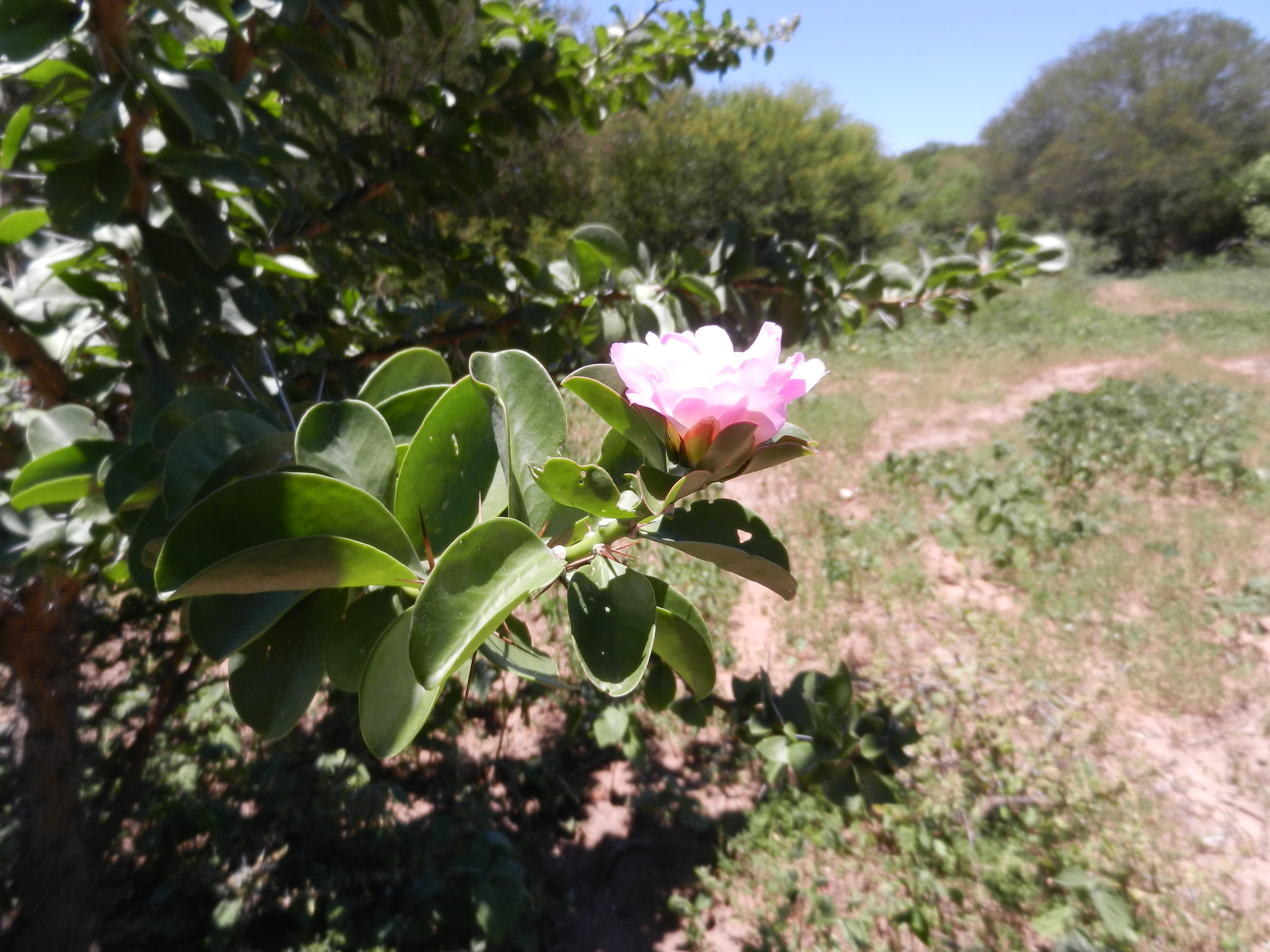 Pereskia sacharosa Griseb.