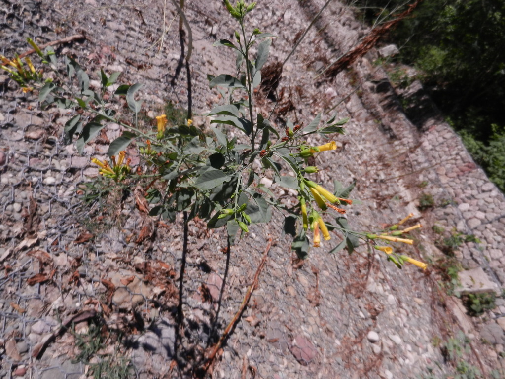 tree tobacco from Itavicua on January 23, 2014 by jose_balderrama ...