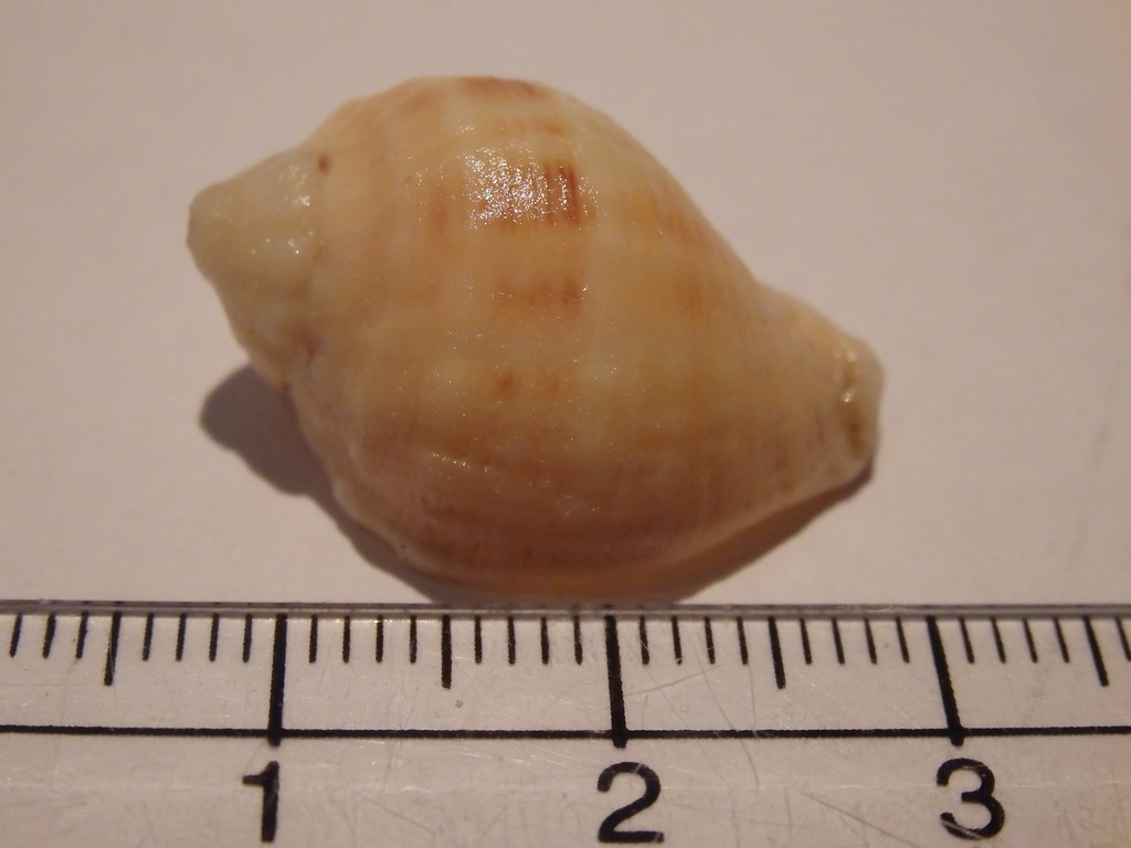 Cart-Rut Shell from Victoria, Australia on July 27, 2006 by Graeme Rigg ...