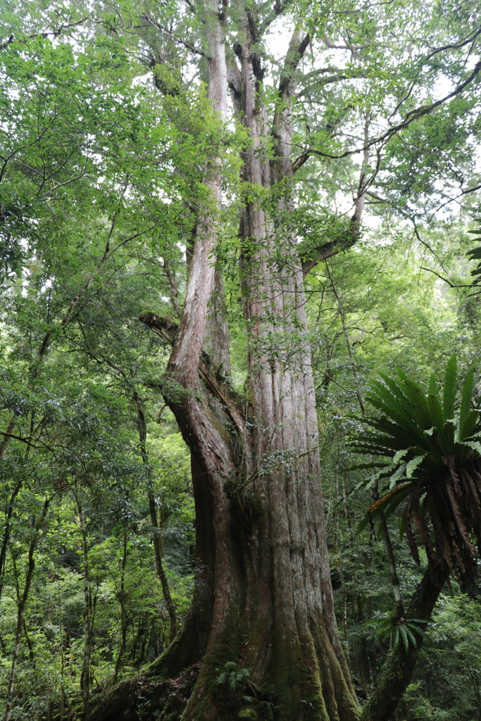 Formosan cypress in August 2020 by Hua Wan · iNaturalist