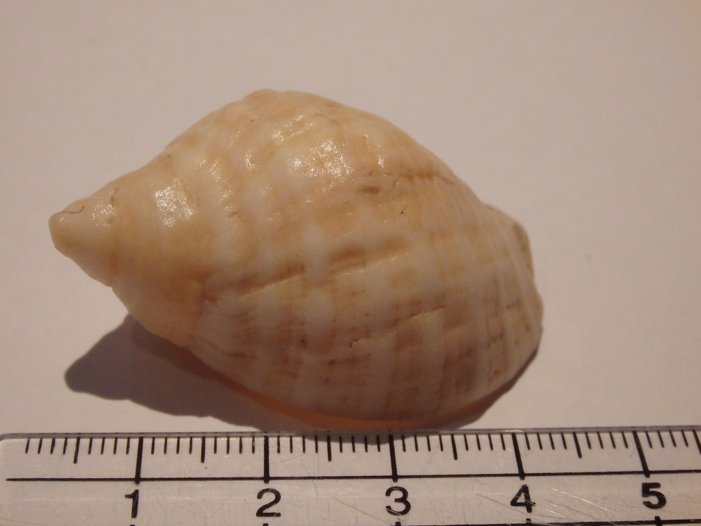 Cart-Rut Shell from Victoria, Australia on July 27, 2006 by Graeme Rigg ...