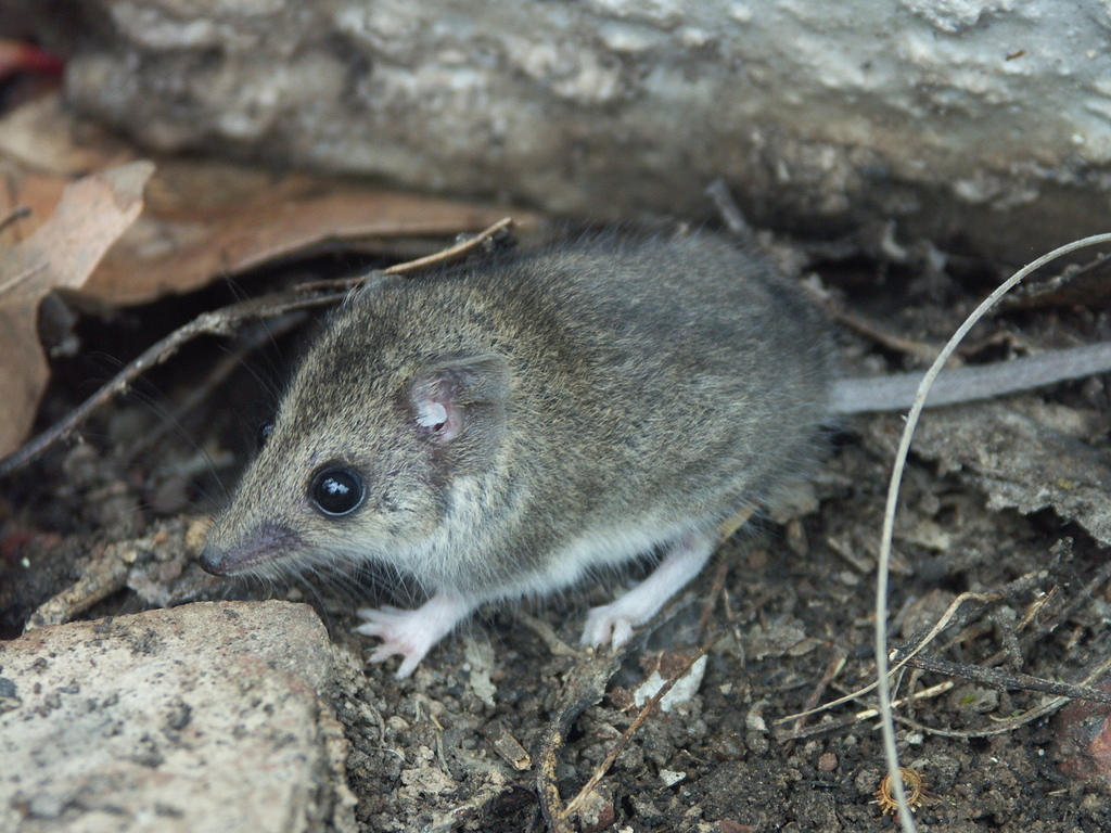 Slender-tailed Dunnart (Sminthopsis murina) - Know Your Mammals