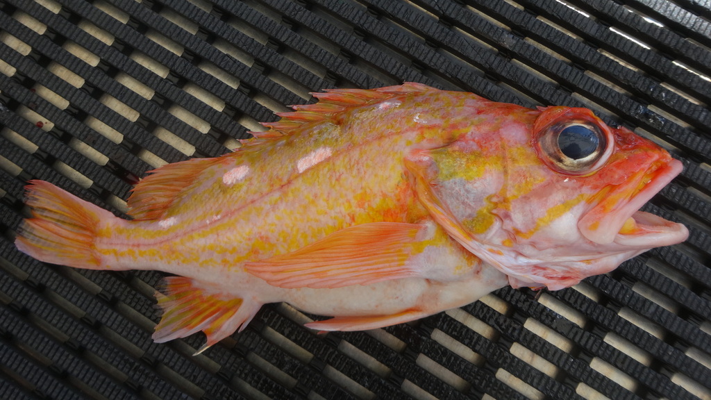 Rosethorn Rockfish (Sebastes helvomaculatus) (Wildlife of the United ...