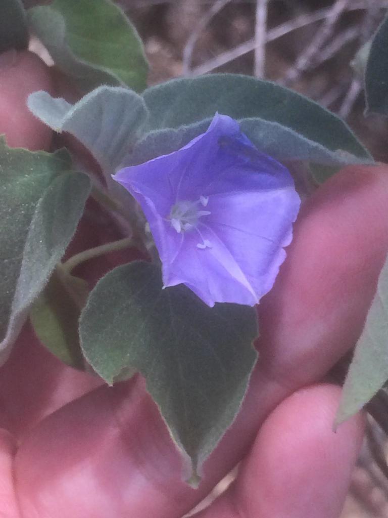 Midnight-Blue Clustervine from Curaçao on August 9, 2020 at 01:13 PM by ...