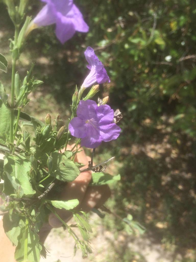 ruellias from Curaçao on August 9, 2020 at 01:20 PM by Patrick Scannell ...