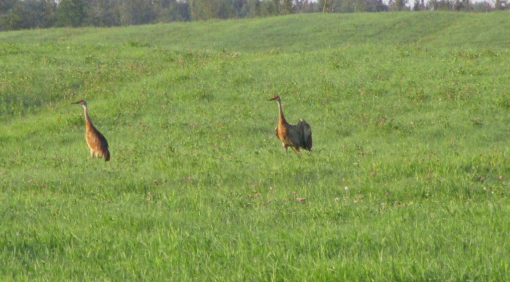 Sandhill Crane from Rouyn-Noranda, Quebec, Canadá on August 07, 2020 at ...