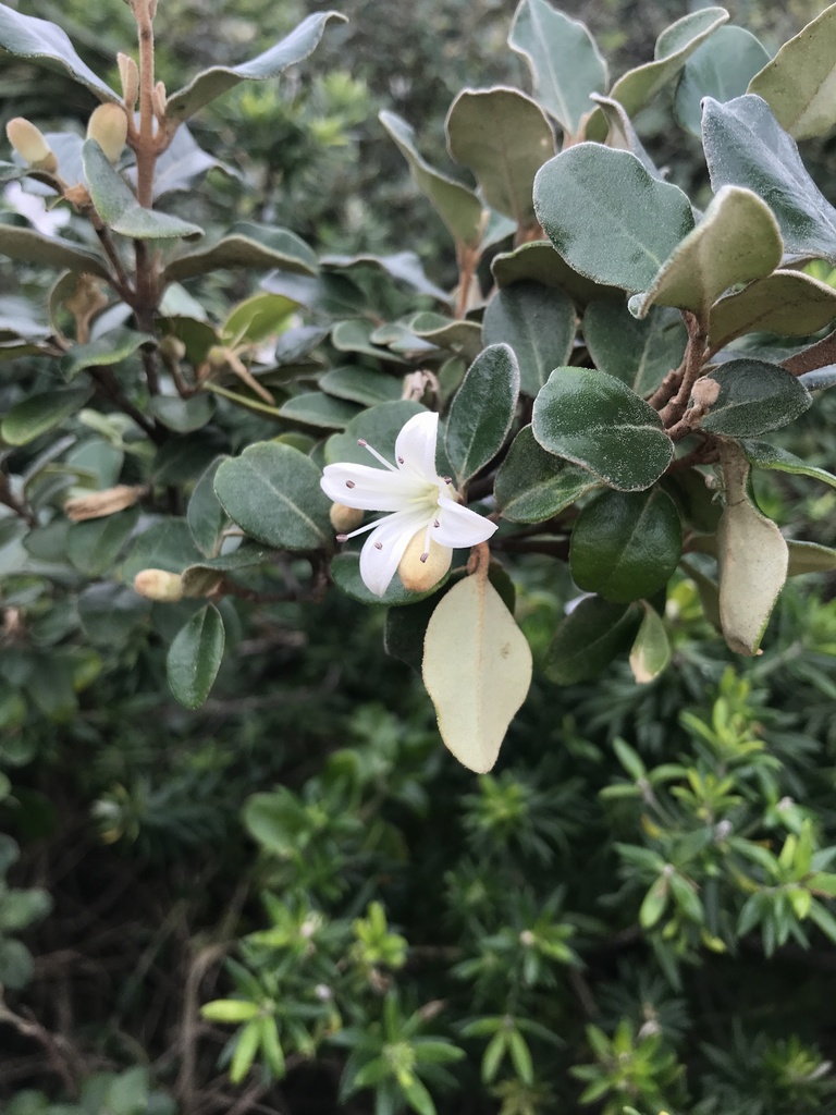 White Correa from Camel Rock, Wallaga Lake, NSW, AU on August 22, 2020 ...